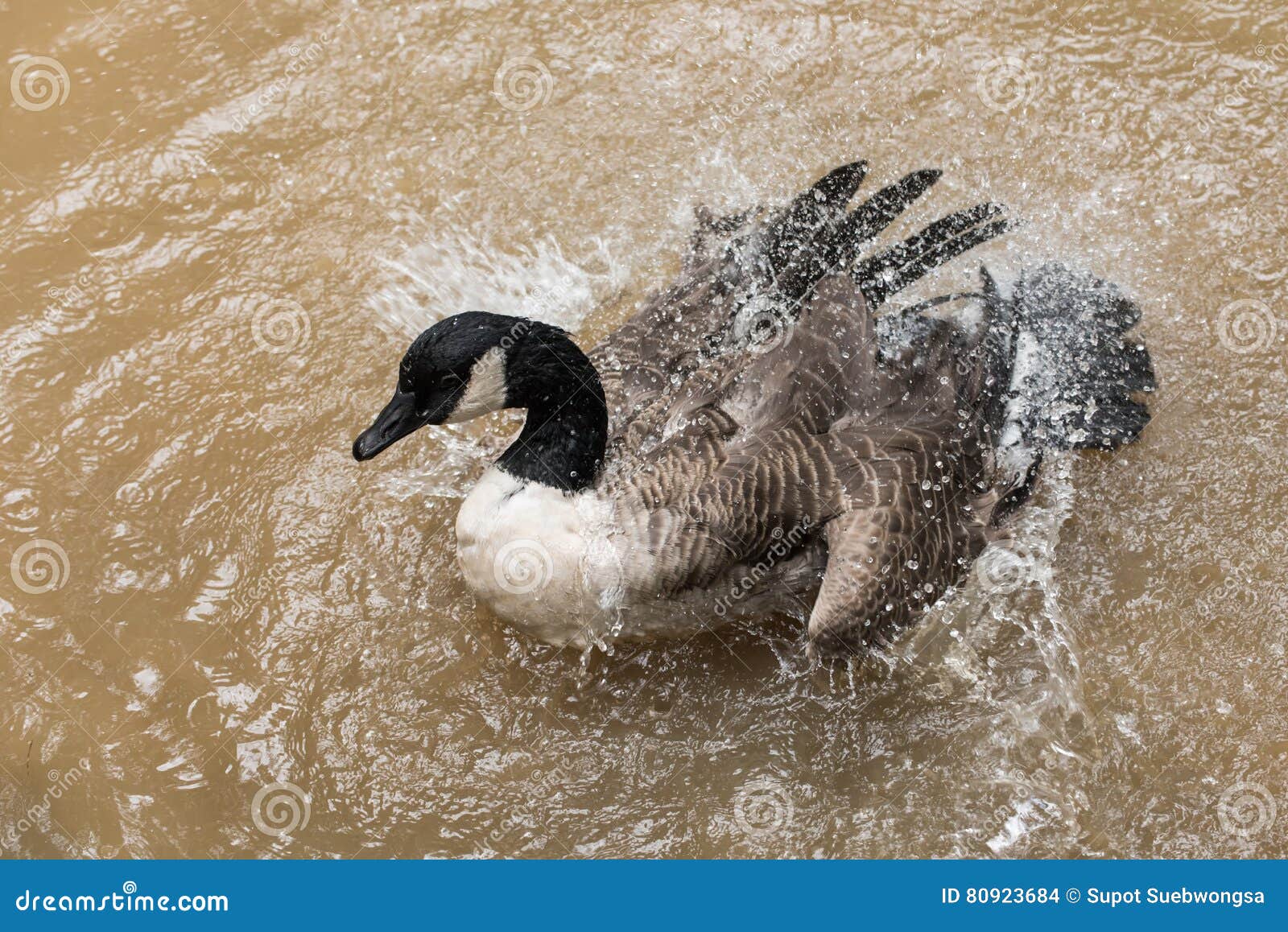Swan Swimming stock photo. Image of swan, river, ripple - 80923684