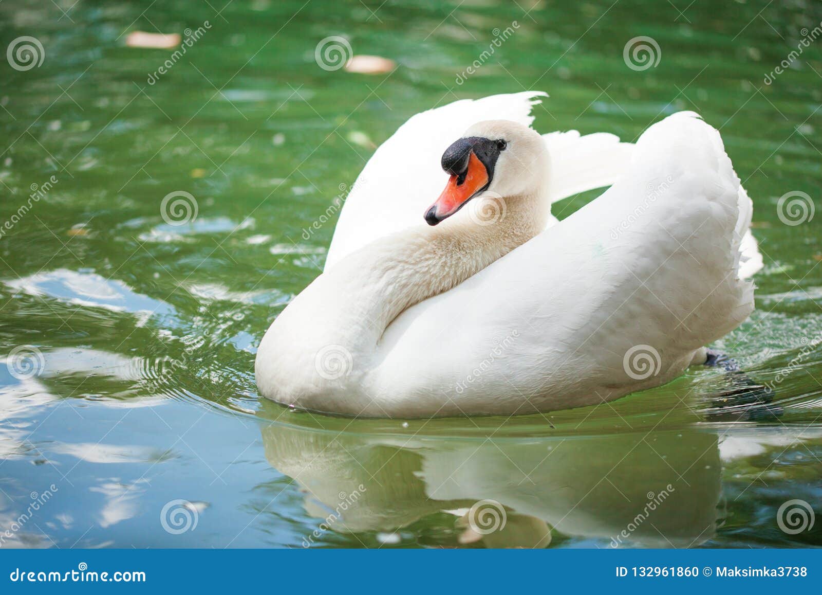 Swan Swimming in the Lake at Sunset. Stock Photo - Image of concept ...