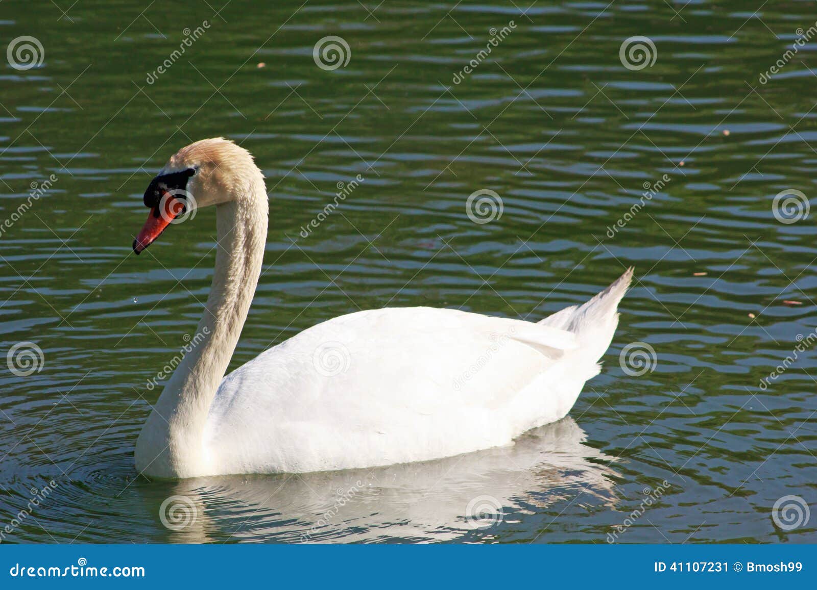 Swan swimming in the pond stock image. Image of orange - 41107231