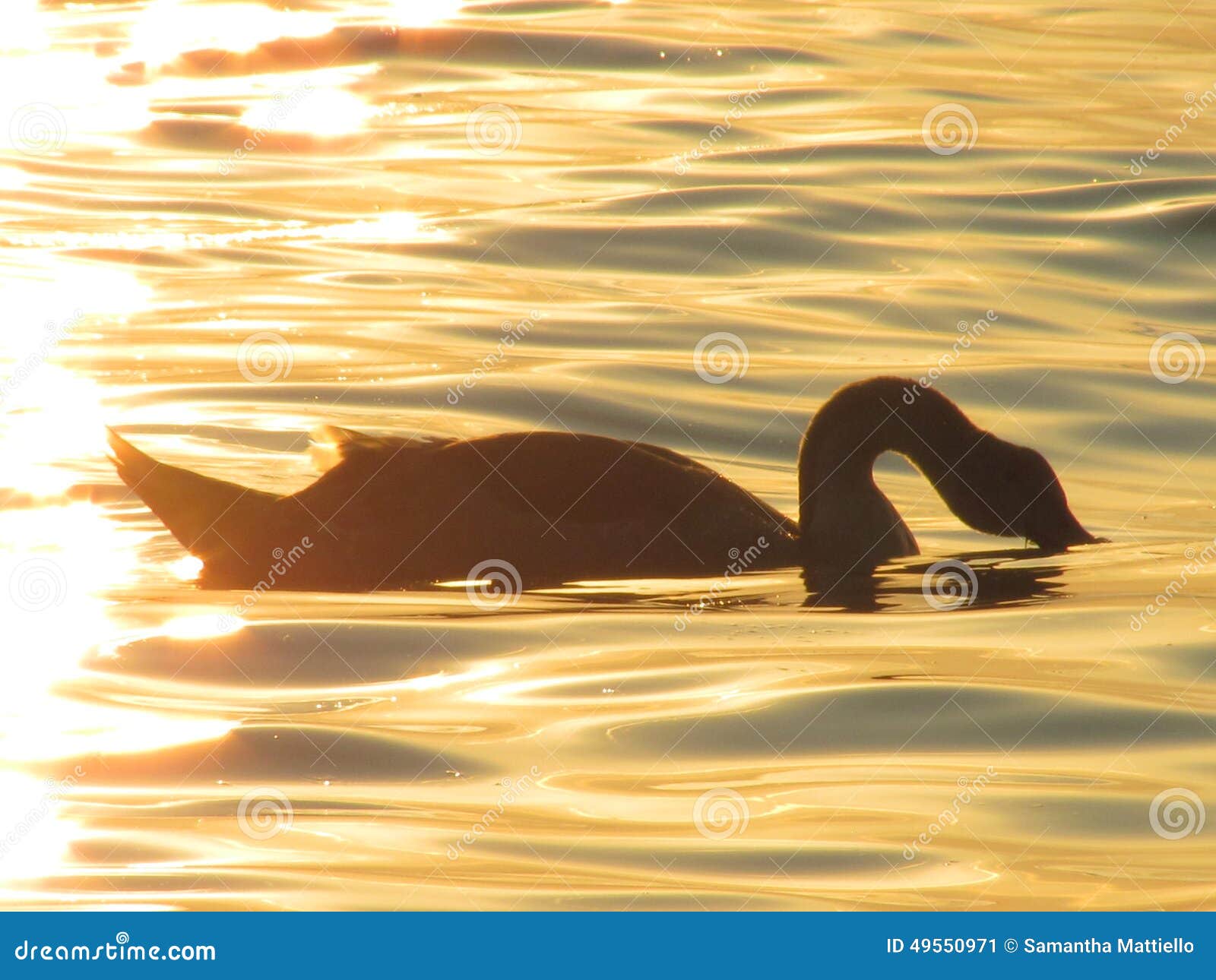 Swan stock image. Image of swan, light, ocean, summer - 49550971