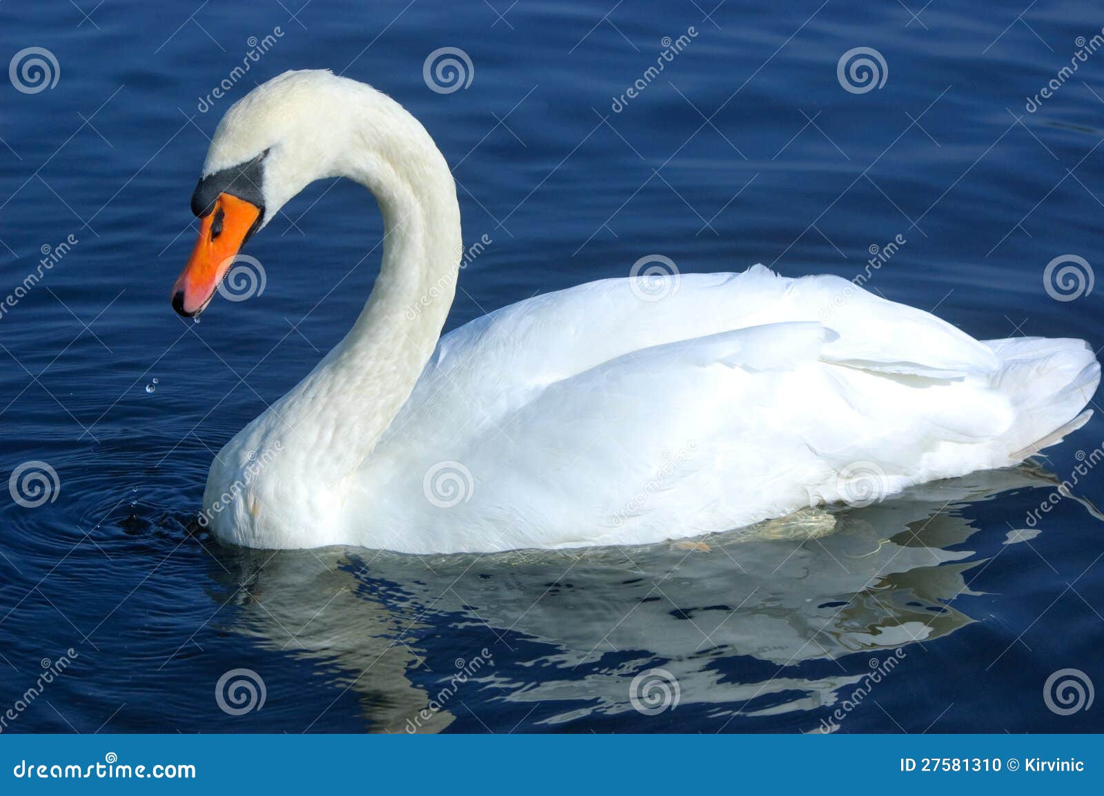 Swan swimming in water stock photo. Image of view, side - 27581310