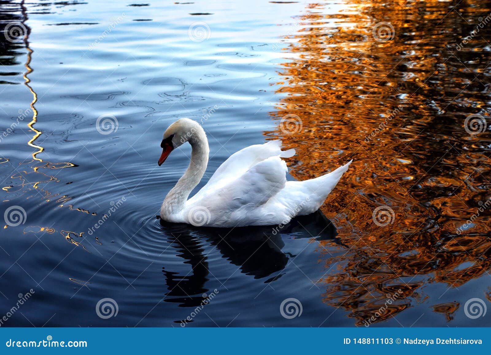 The swan swims in the pond stock image. Image of bill - 148811103