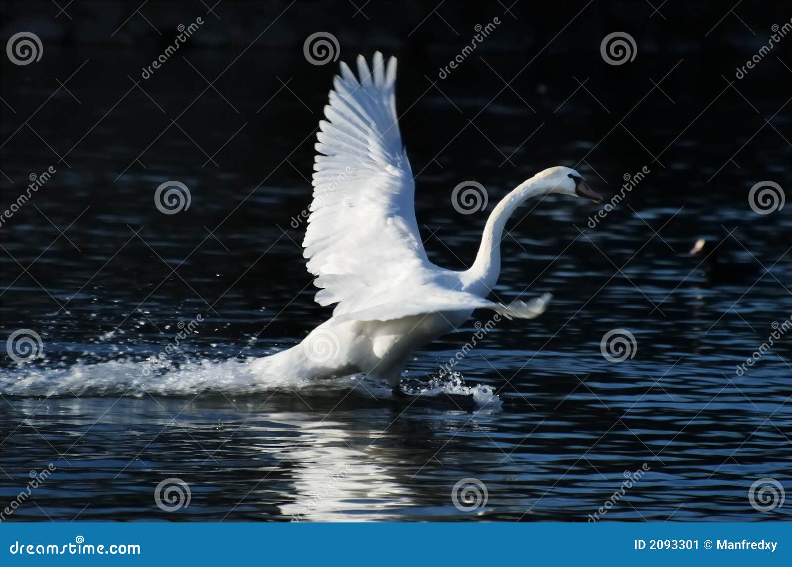 Swan take off stock image. Image of wildlife, beat, flying - 2093301