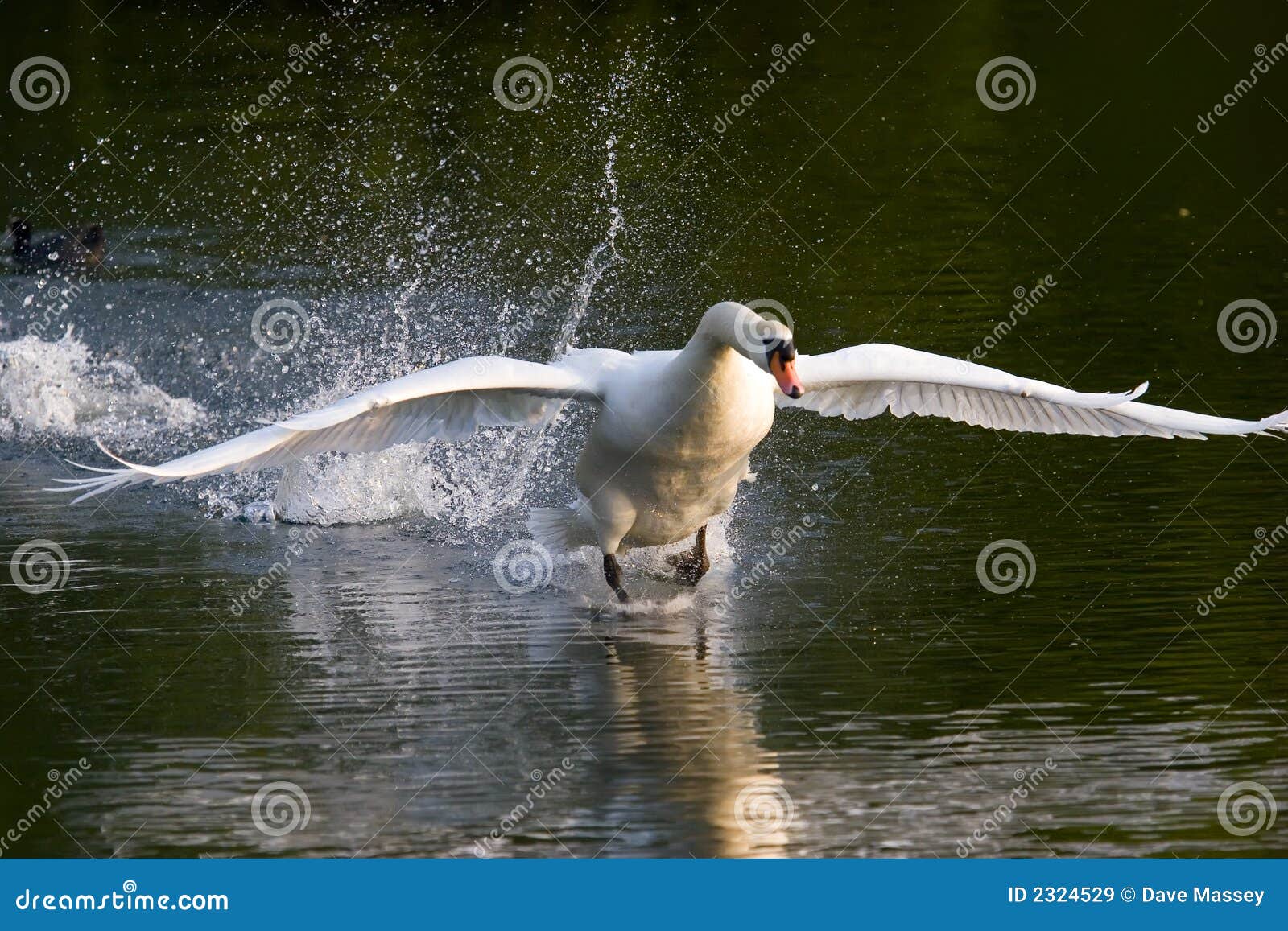 Swan Take Off stock image. Image of pond, fowl, wings - 2324529