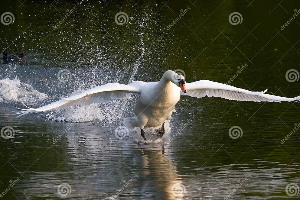 Swan Take Off stock image. Image of pond, fowl, wings - 2324529