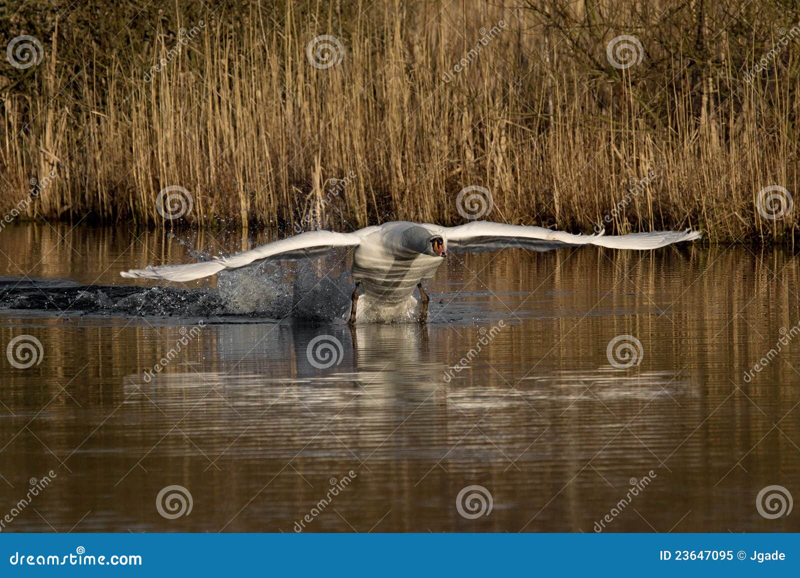 Swan take off stock image. Image of taking, outdoors - 23647095