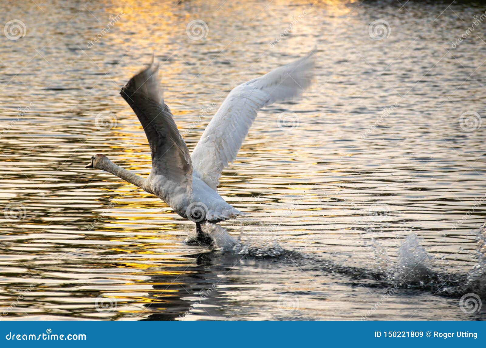 Swan take off stock image. Image of flying, british - 150221809