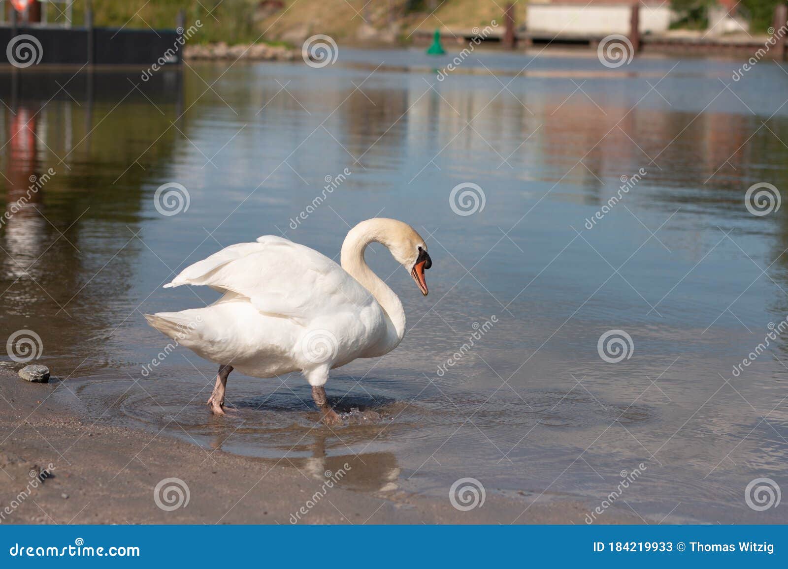 Swan Taking a Bath in the Lake Stock Image - Image of swan, bird: 184219933