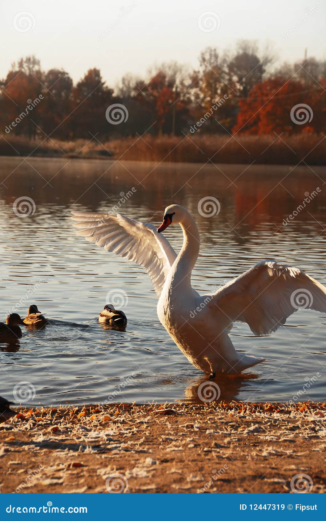 Swan taking off stock image. Image of golden, fall, ducks - 12447319