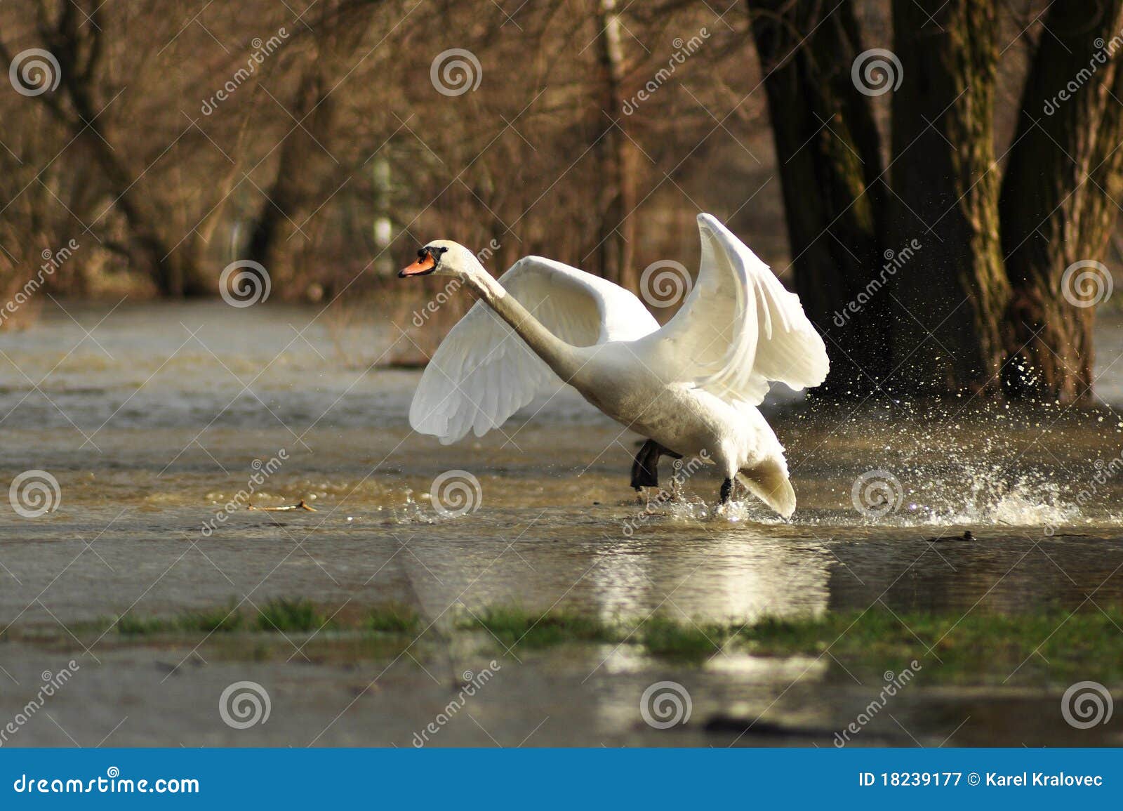 Swan taking off stock image. Image of taking, moving - 18239177