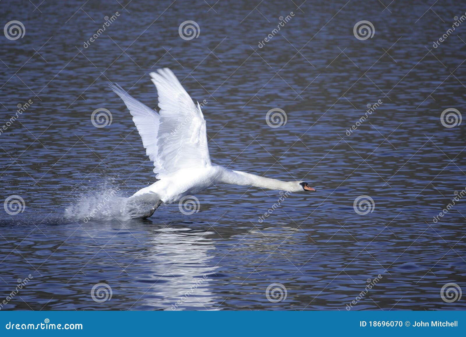 Swan taking off stock photo. Image of flying, water, blue - 18696070