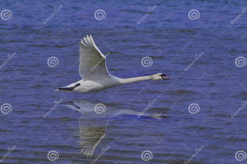 Swan taking off stock photo. Image of flying, movement - 38067342