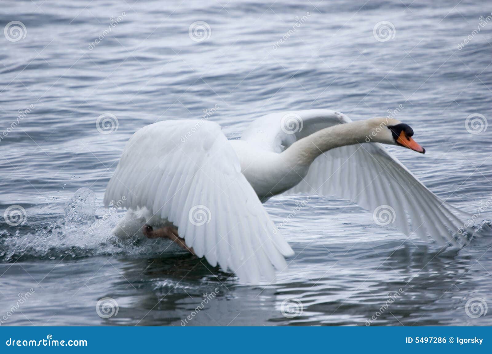 Swan taking off stock photo. Image of neack, bird, beak - 5497286