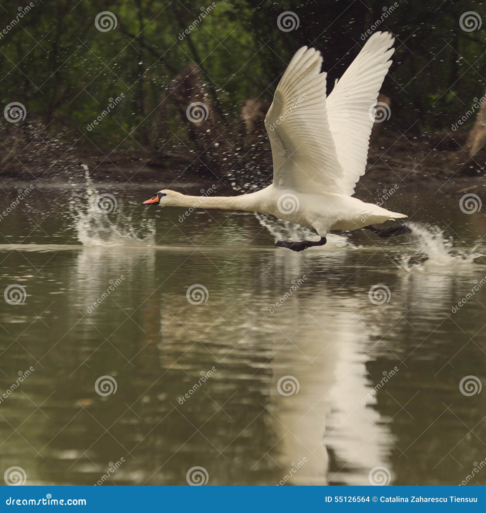 Swan taking off stock photo. Image of wings, delta, mute - 55126564