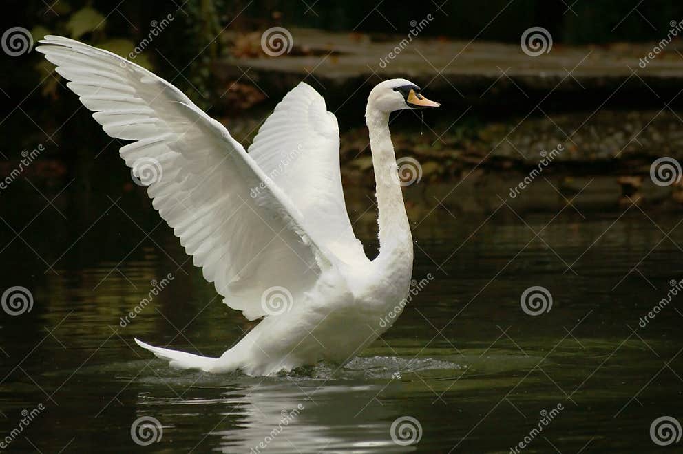 Swan is taking wing stock photo. Image of dream, freedom - 7340556