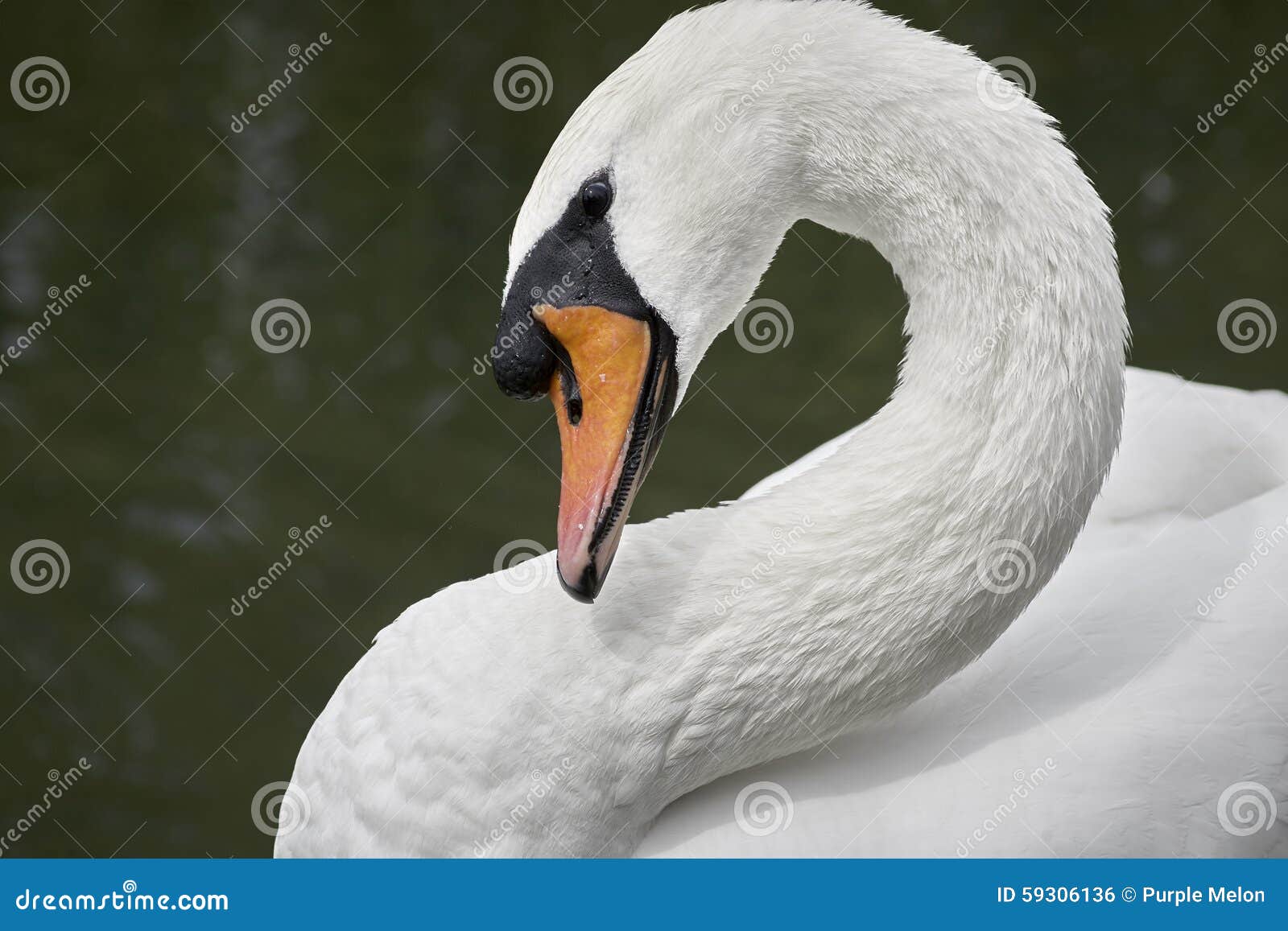 Swan with a tear stock photo. Image of detail, orange - 59306136