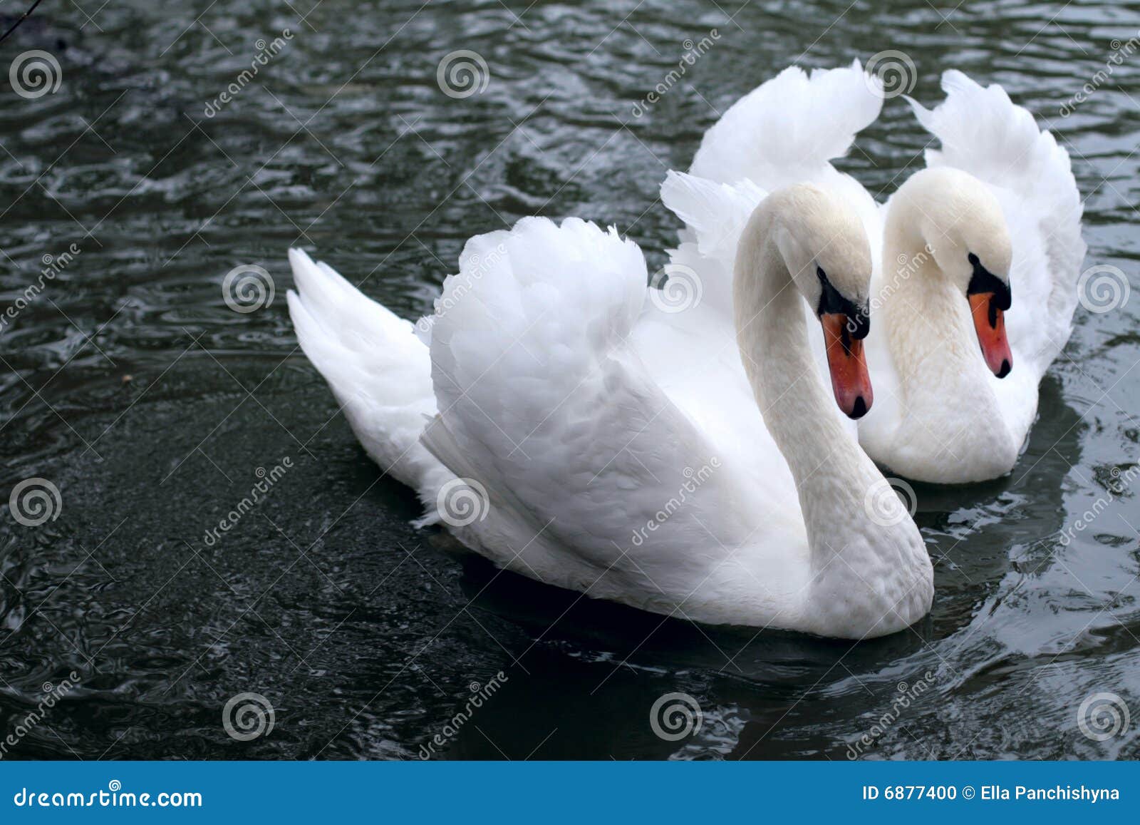 Swan tenderness stock photo. Image of beauty, love, tender - 6877400