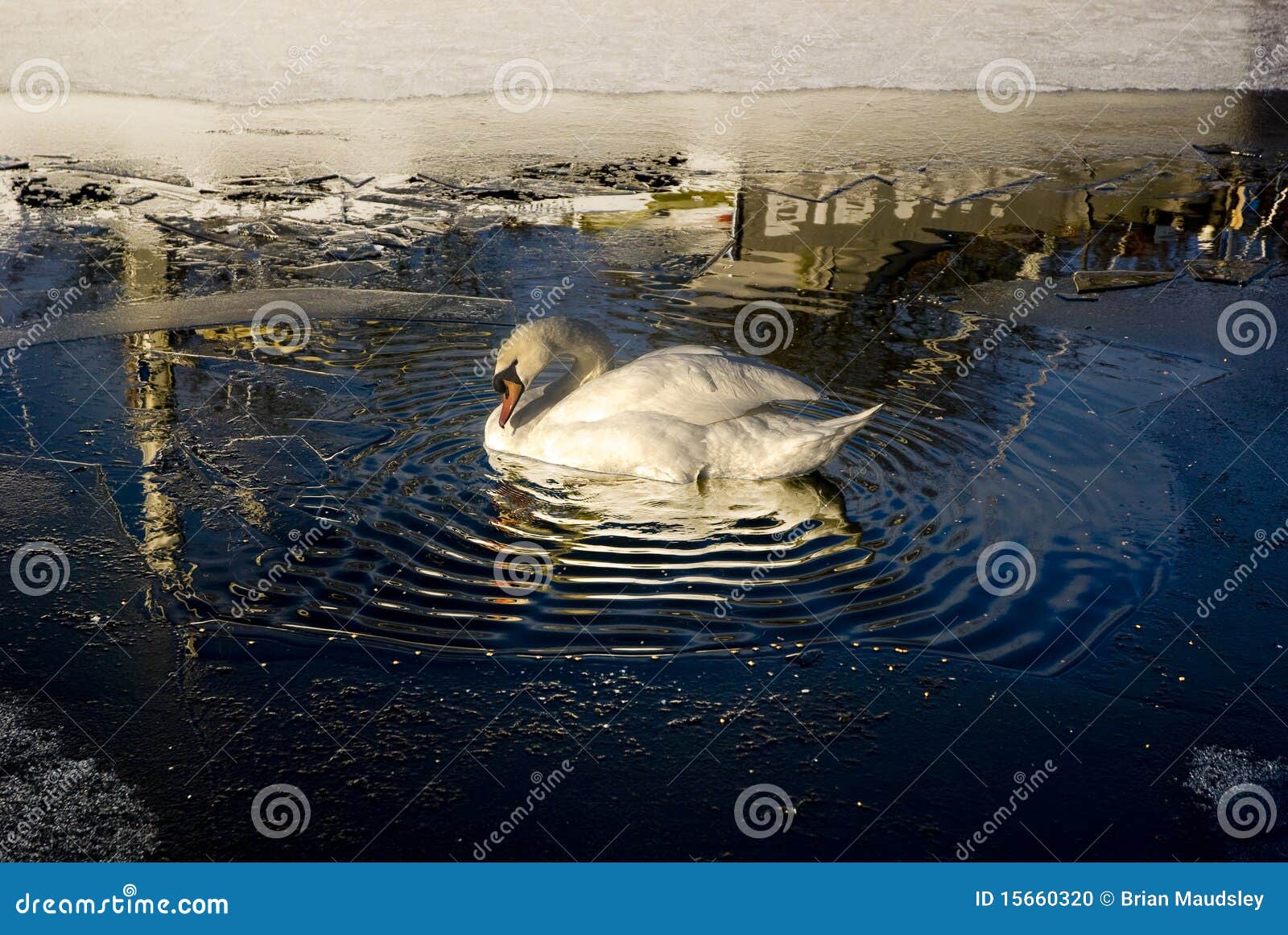 A Swan Trapped in a Small Pool Surrounded by Ice. Stock Photo - Image ...