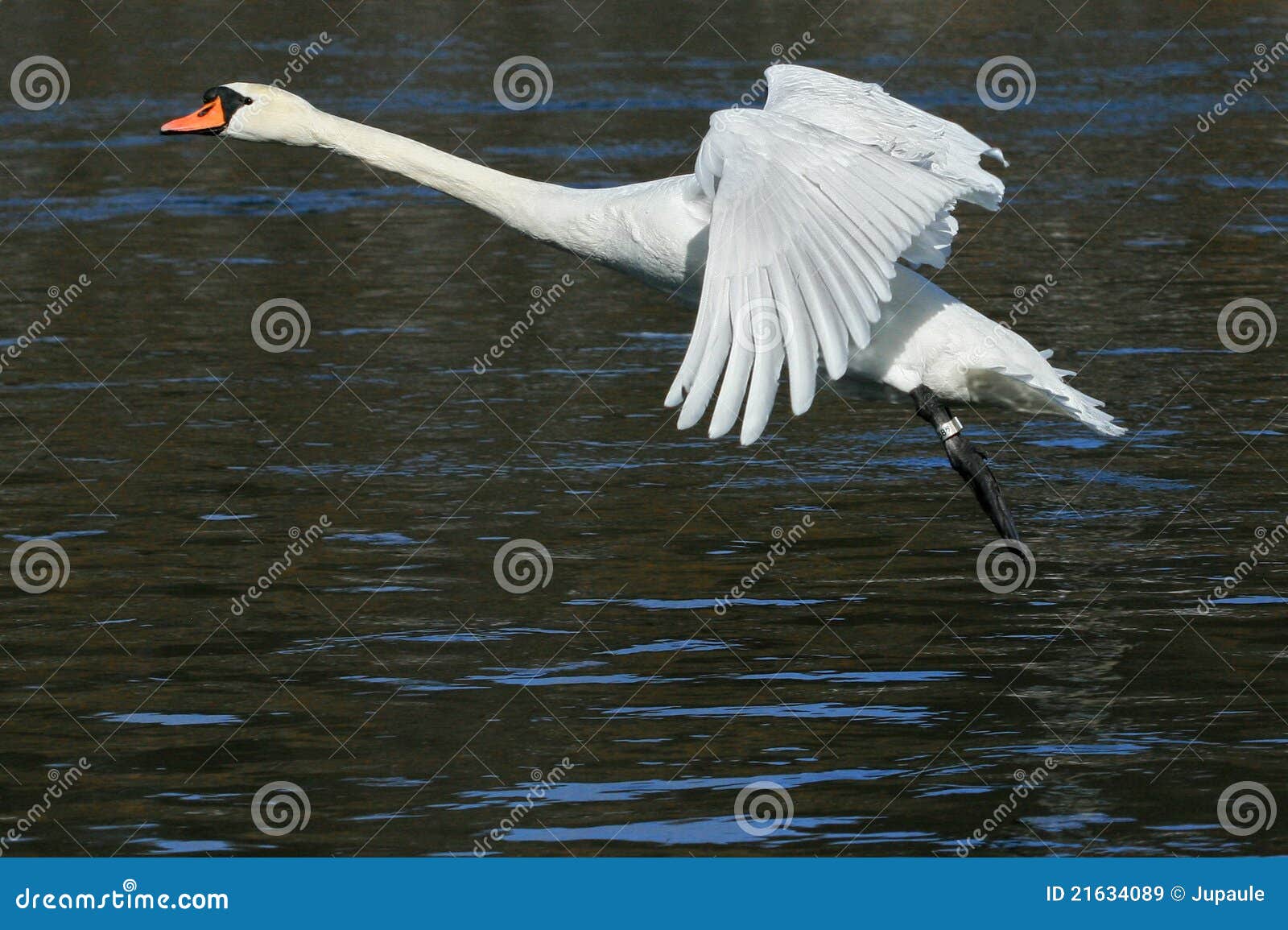 Swan trying to fly stock image. Image of feather, animal - 21634089