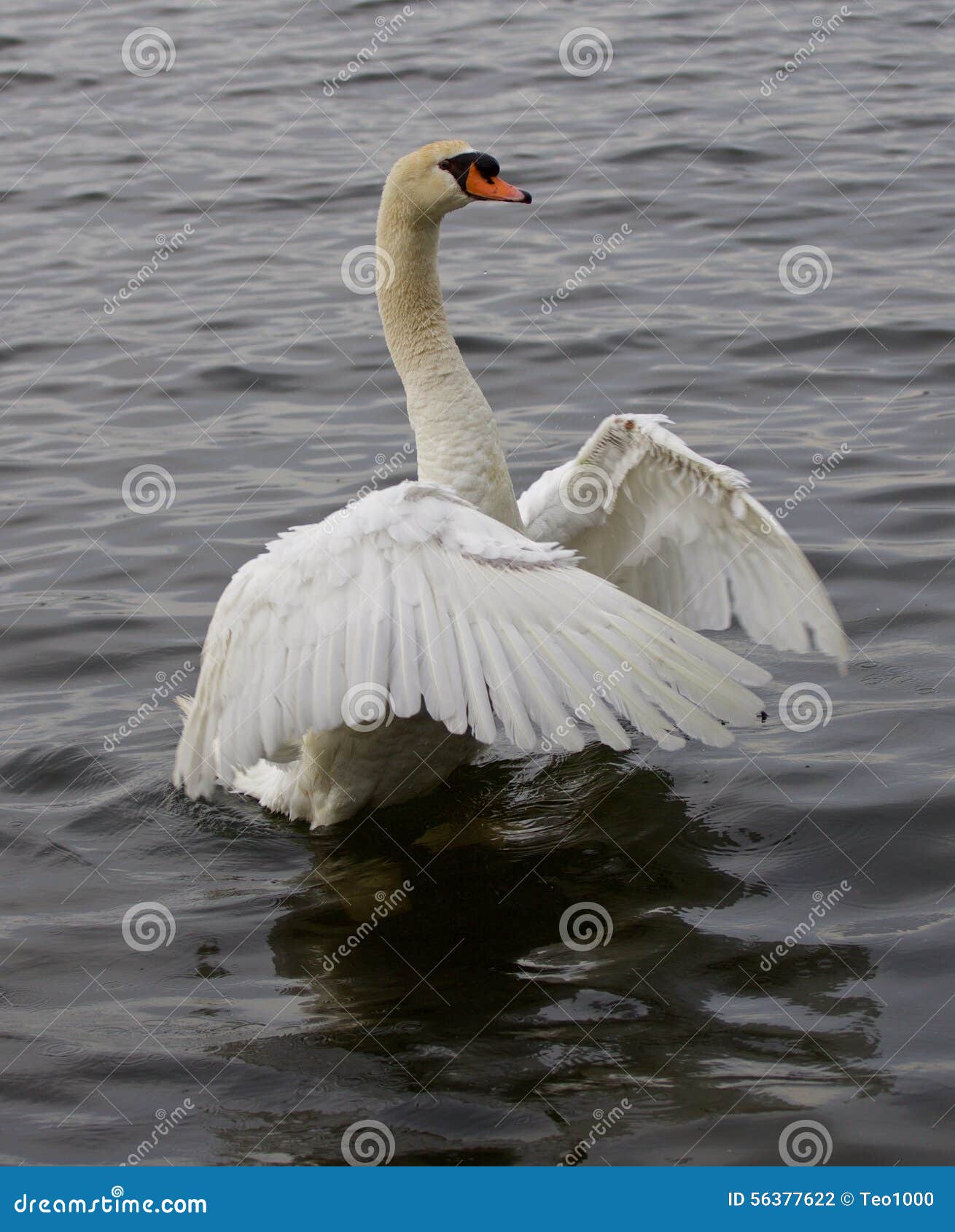 The Swan is Trying To Hug Someone Stock Photo - Image of confident ...