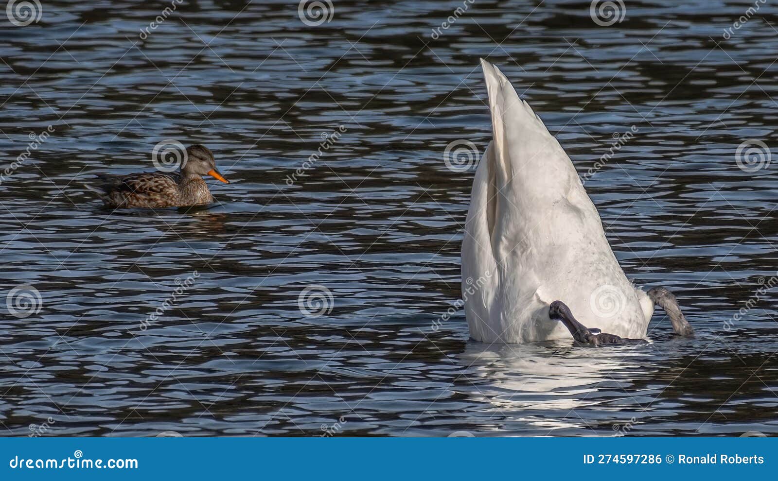 Swan upside down diving stock photo. Image of elegance - 274597286