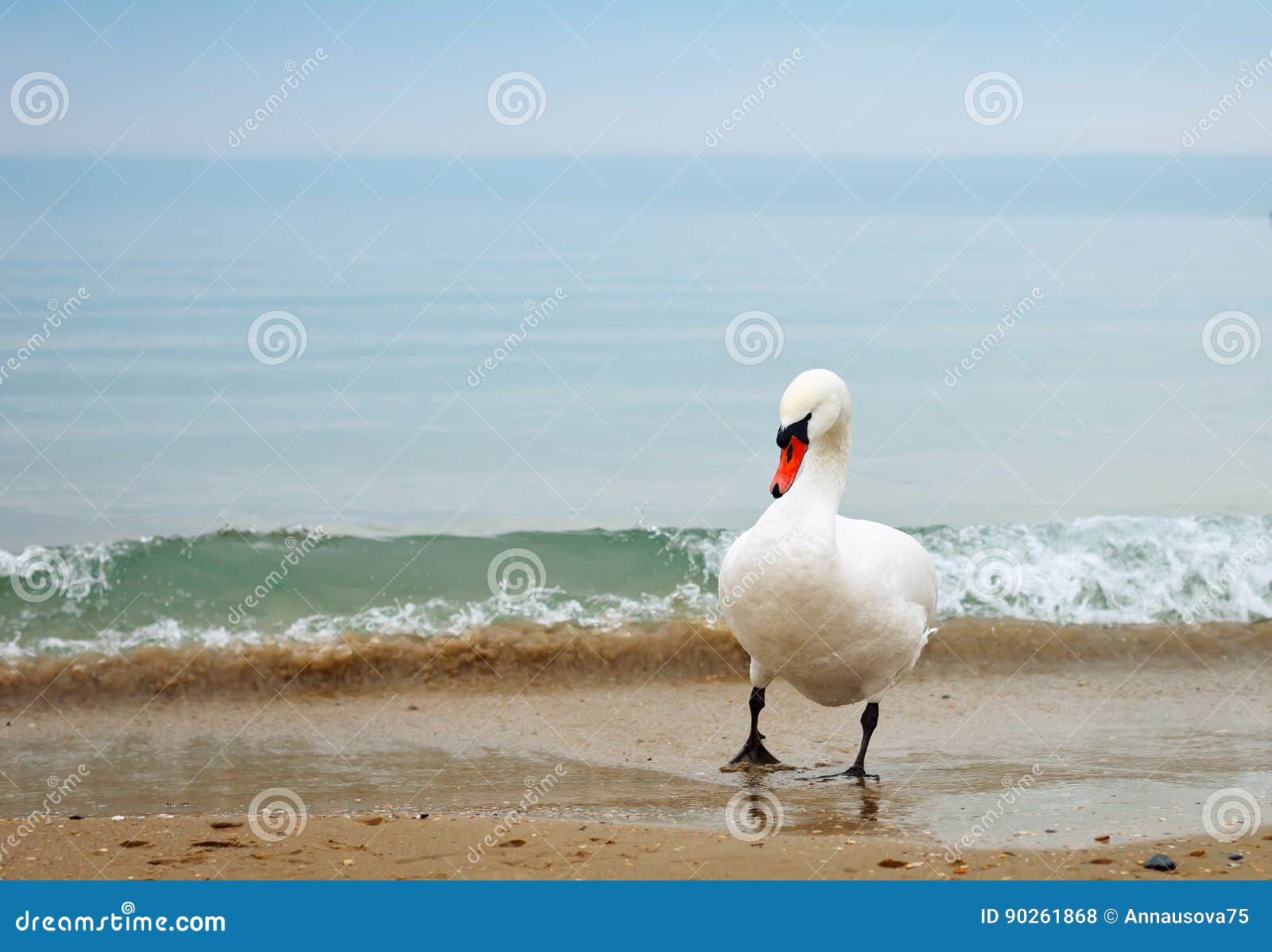 Swan Walking Along the Seashore Stock Photo - Image of animal, feather ...