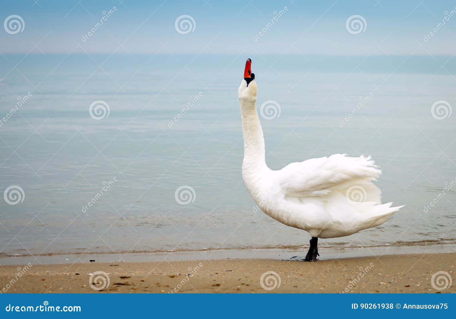 Swan Walking Along the Seashore Stock Photo - Image of birds, bird ...