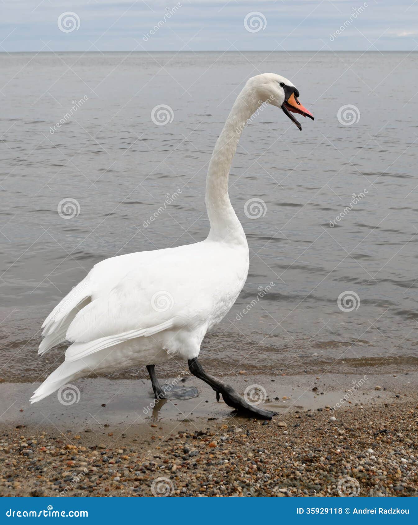 Swan walking on the shore stock photo. Image of walking - 35929118