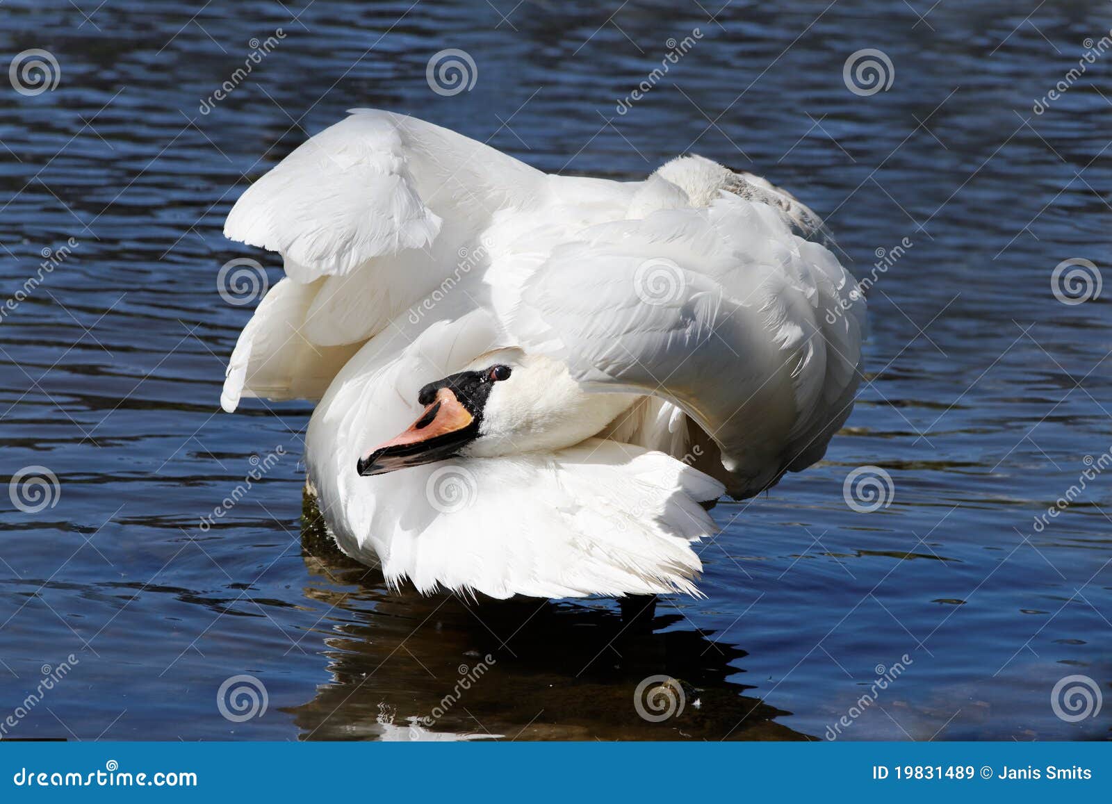 Swan washing. stock image. Image of break, daylight, clean - 19831489