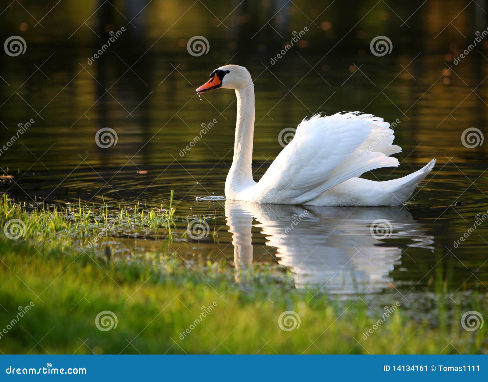 Swan on water stock image. Image of angel, grace, outdoors - 14134161