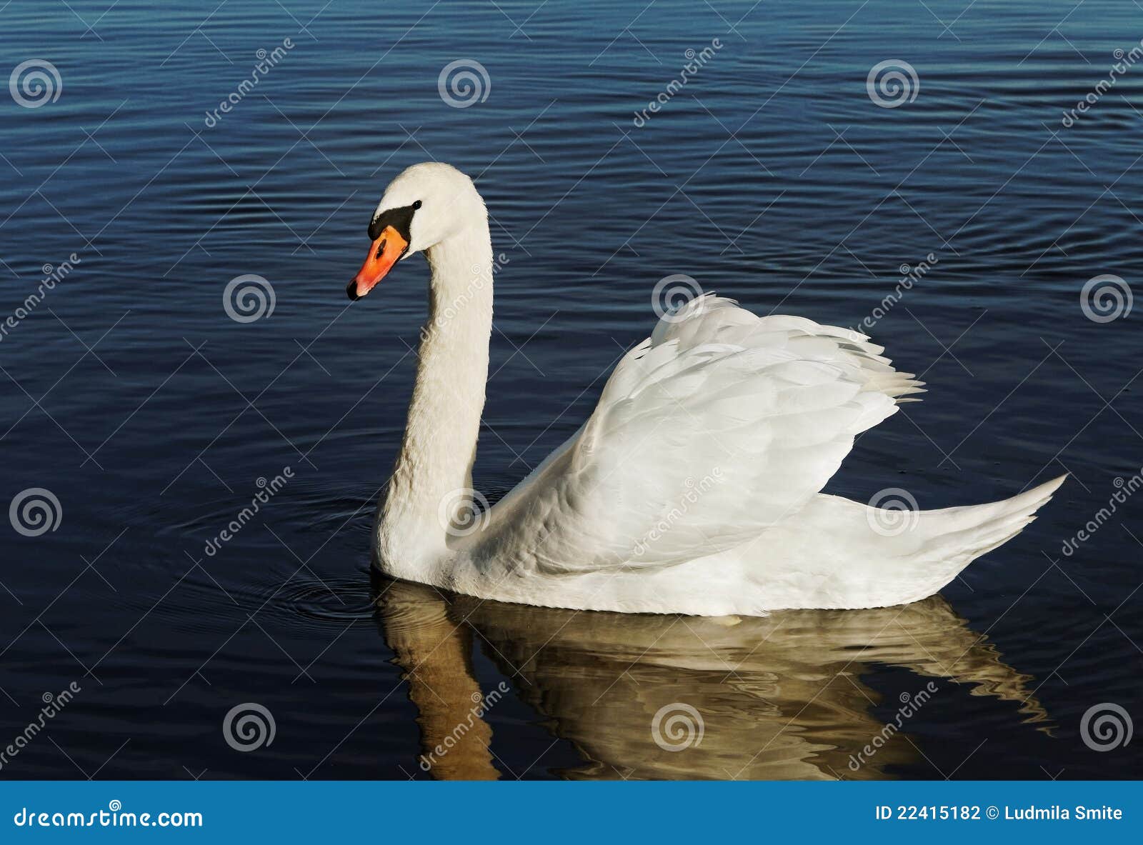 Swan on water. stock photo. Image of ripple, bird, purity - 22415182