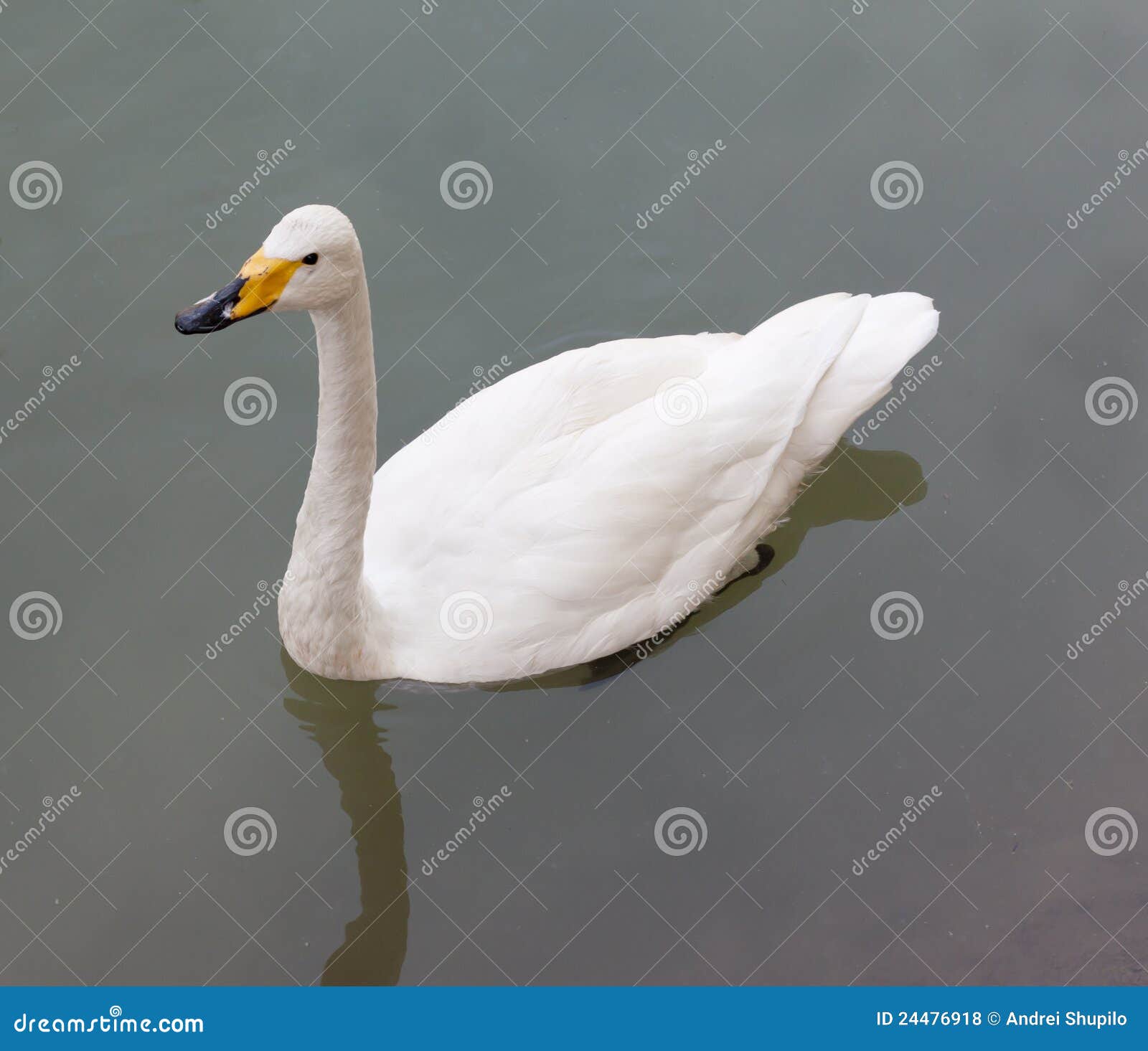 Swan in water stock photo. Image of beauty, swan, outdoors - 24476918