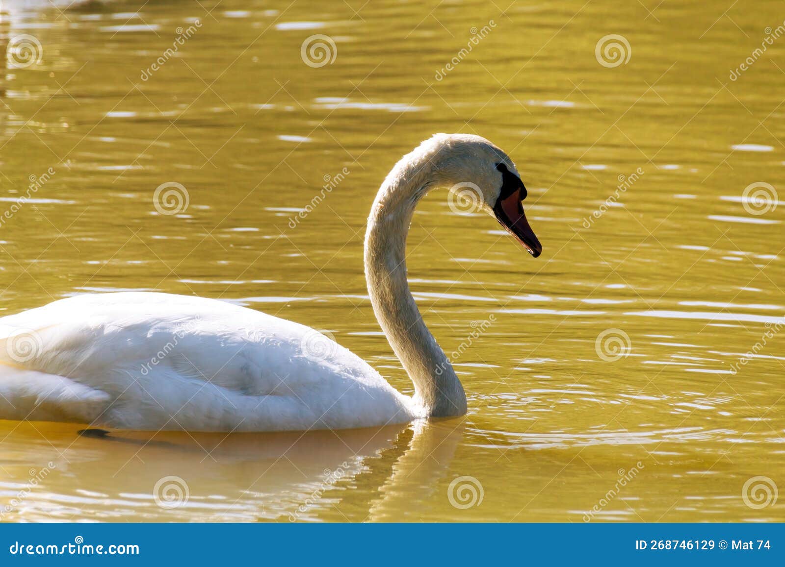 Swan on the water stock image. Image of elegant, purity - 268746129