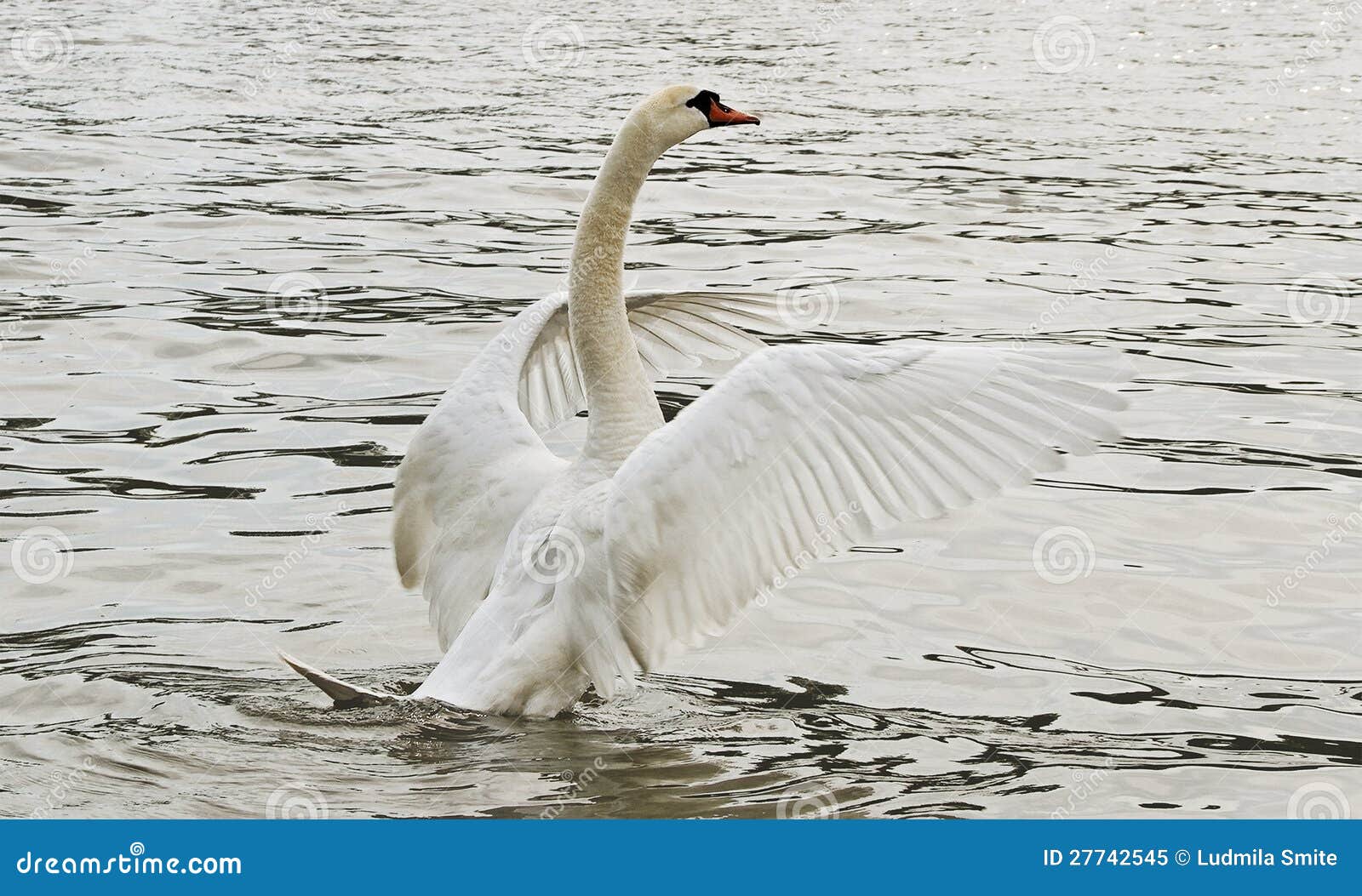 Swan on the water. stock image. Image of beautiful, feather - 27742545