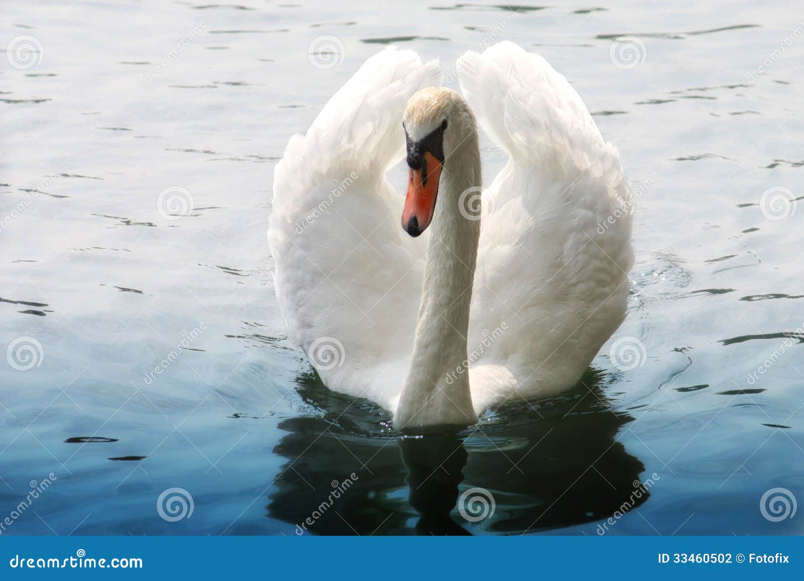 Swan on water stock photo. Image of waterbird, swimmingswan - 33460502