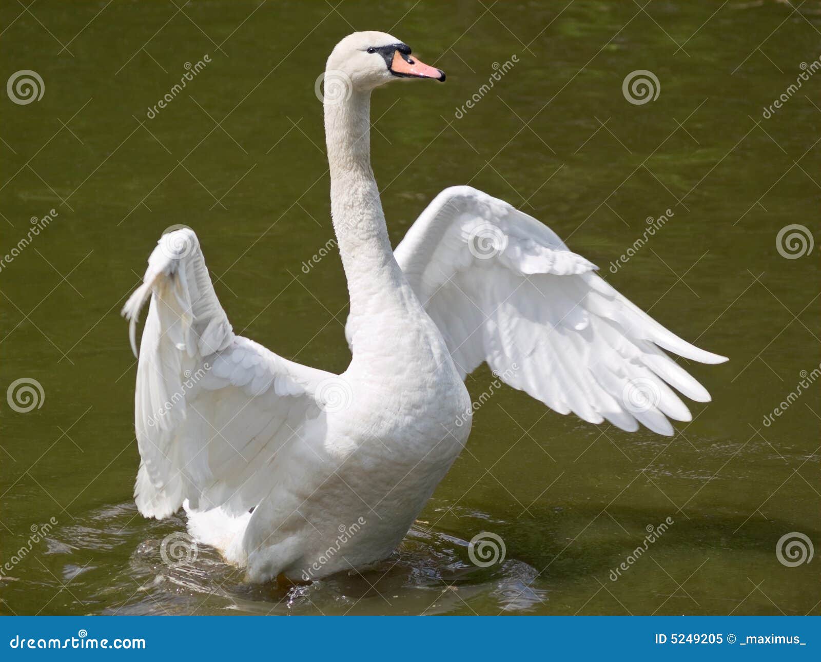 Swan and water stock image. Image of beautiful, birds - 5249205