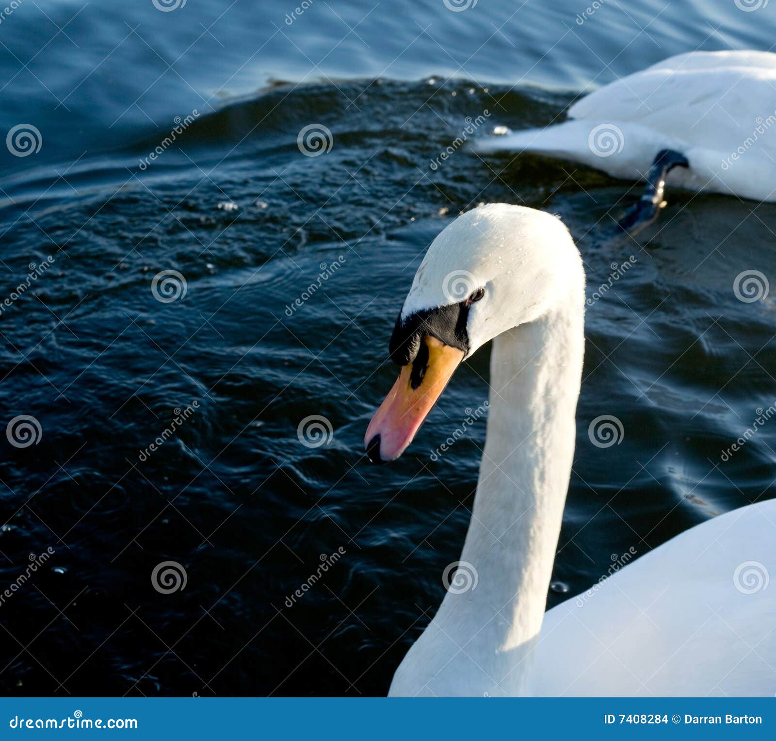 Swan on water stock photo. Image of water, smooth, tranquillity - 7408284