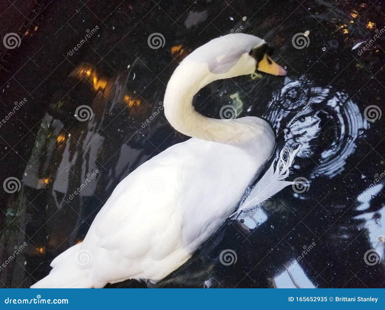 Swan in Water Houston Texas Bird Stock Image - Image of bird, texas ...