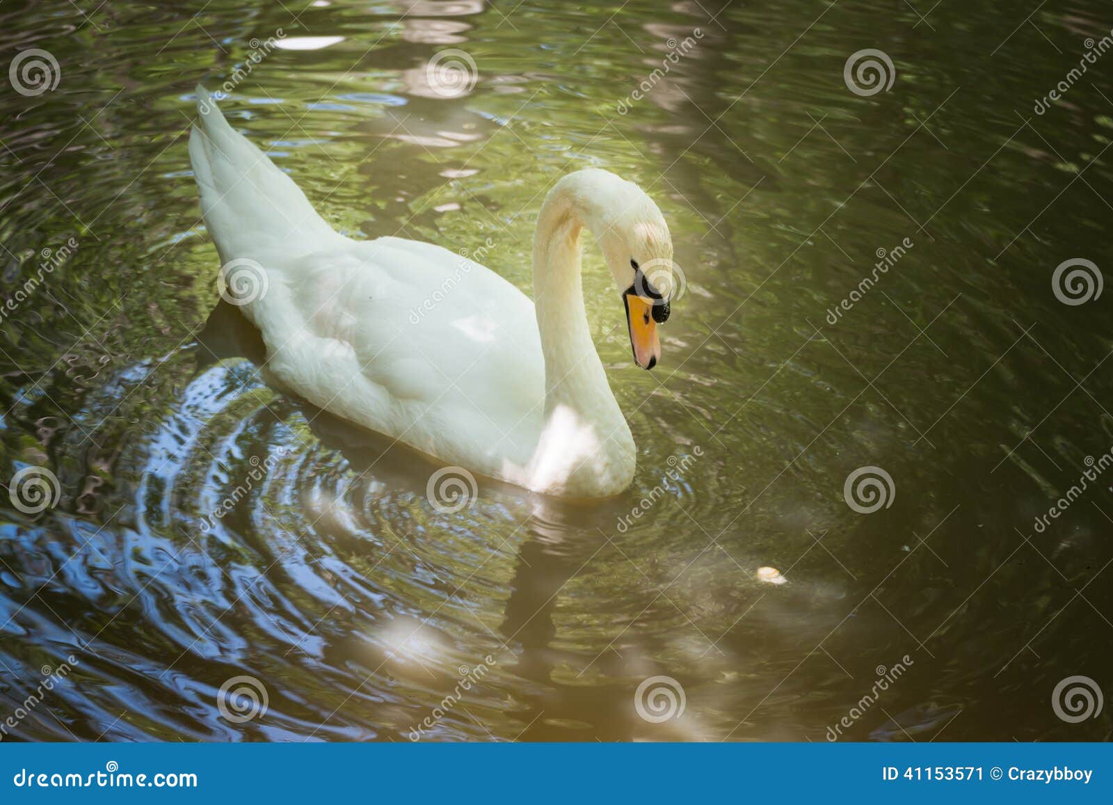 Swan in the water stock image. Image of lake, close, pond - 41153571