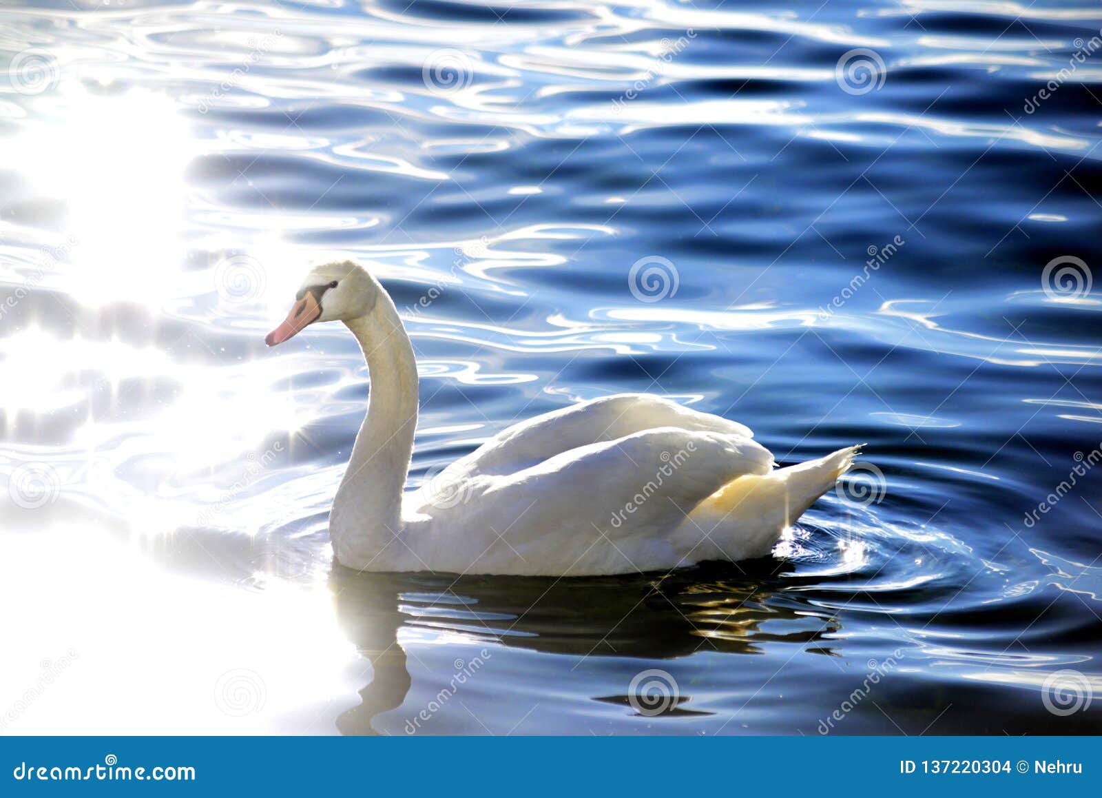 Swan in a Water on a Sunny Day Stock Photo - Image of olor, feathers ...
