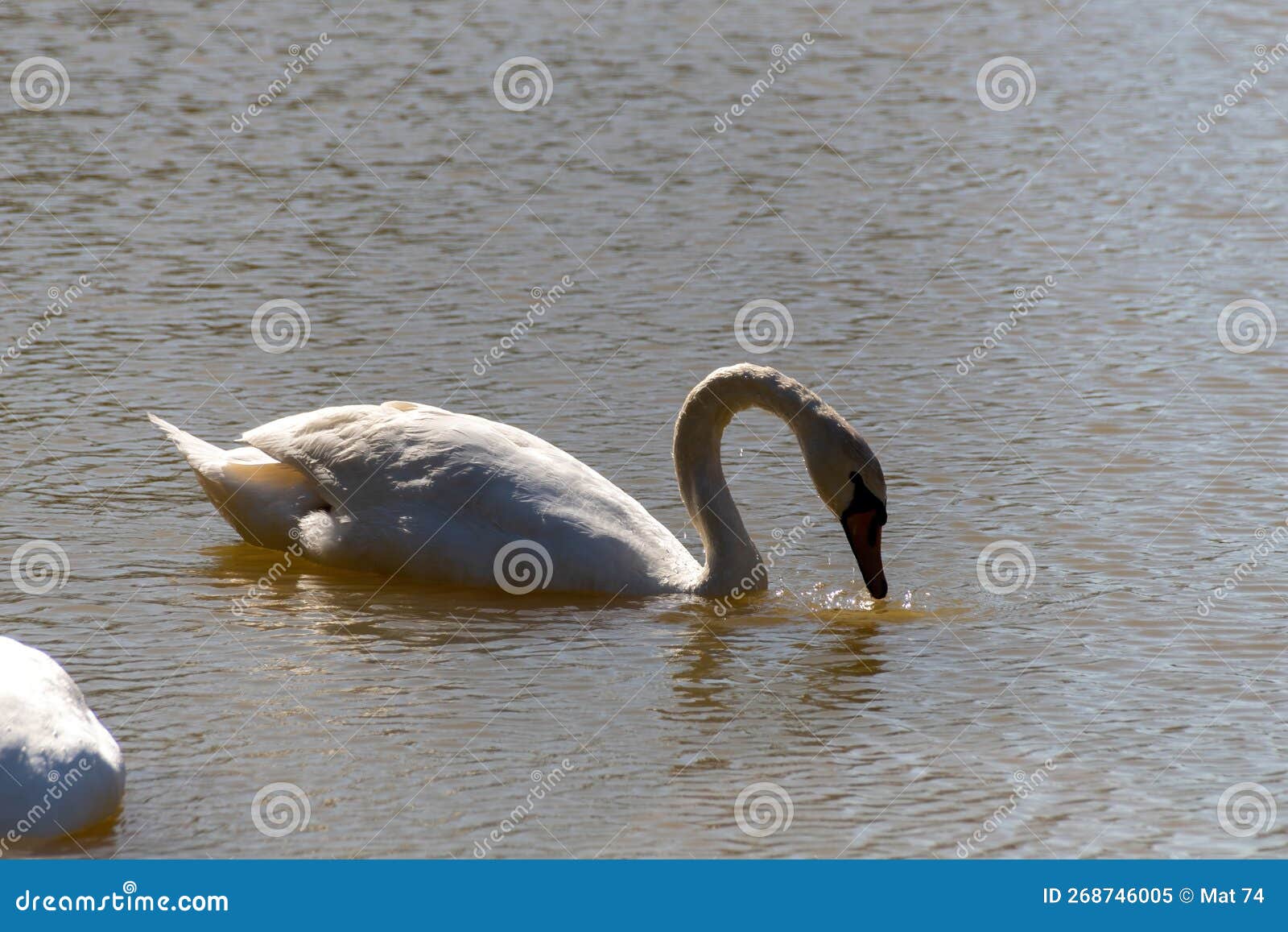 Swan on the water stock image. Image of natural, water - 268746005
