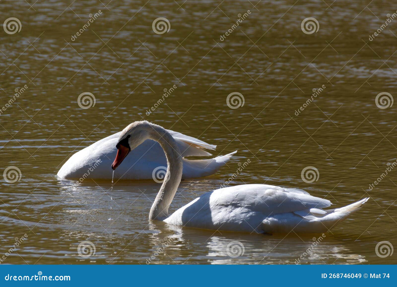 Swan on the water stock image. Image of beauty, nature - 268746049