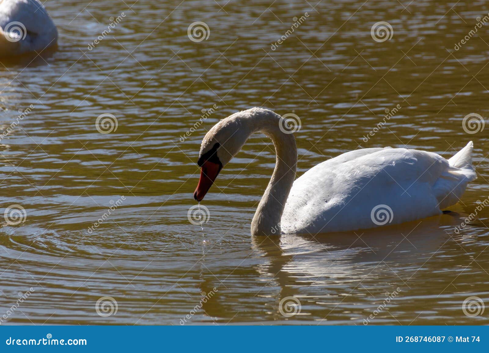 Swan on the water stock image. Image of bird, lake, water - 268746087