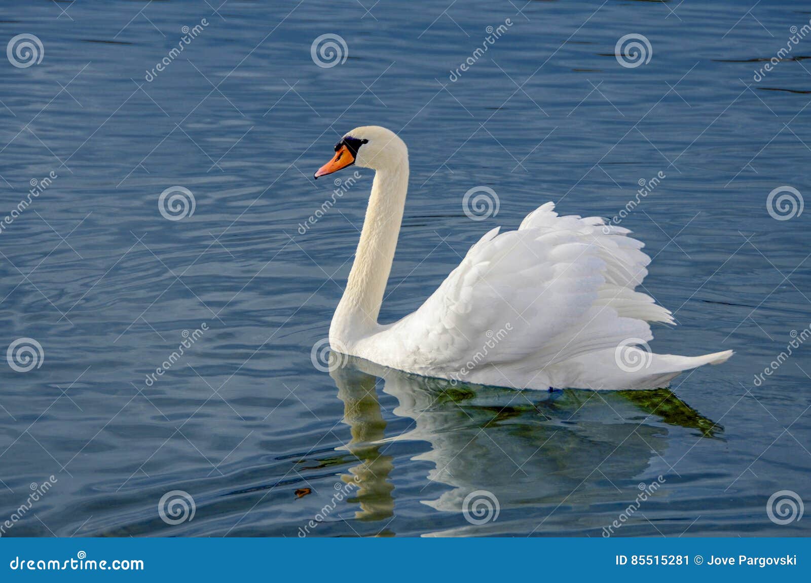 Swan in water stock image. Image of pair, mute, couple - 85515281