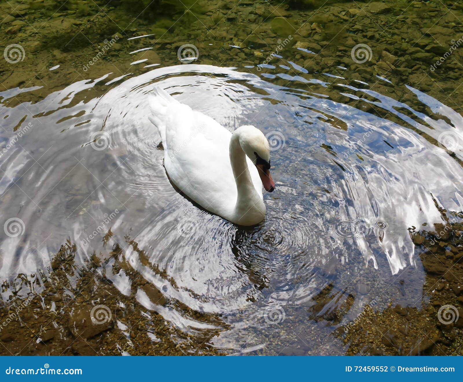Swan in water. stock photo. Image of outdoor, spring - 72459552