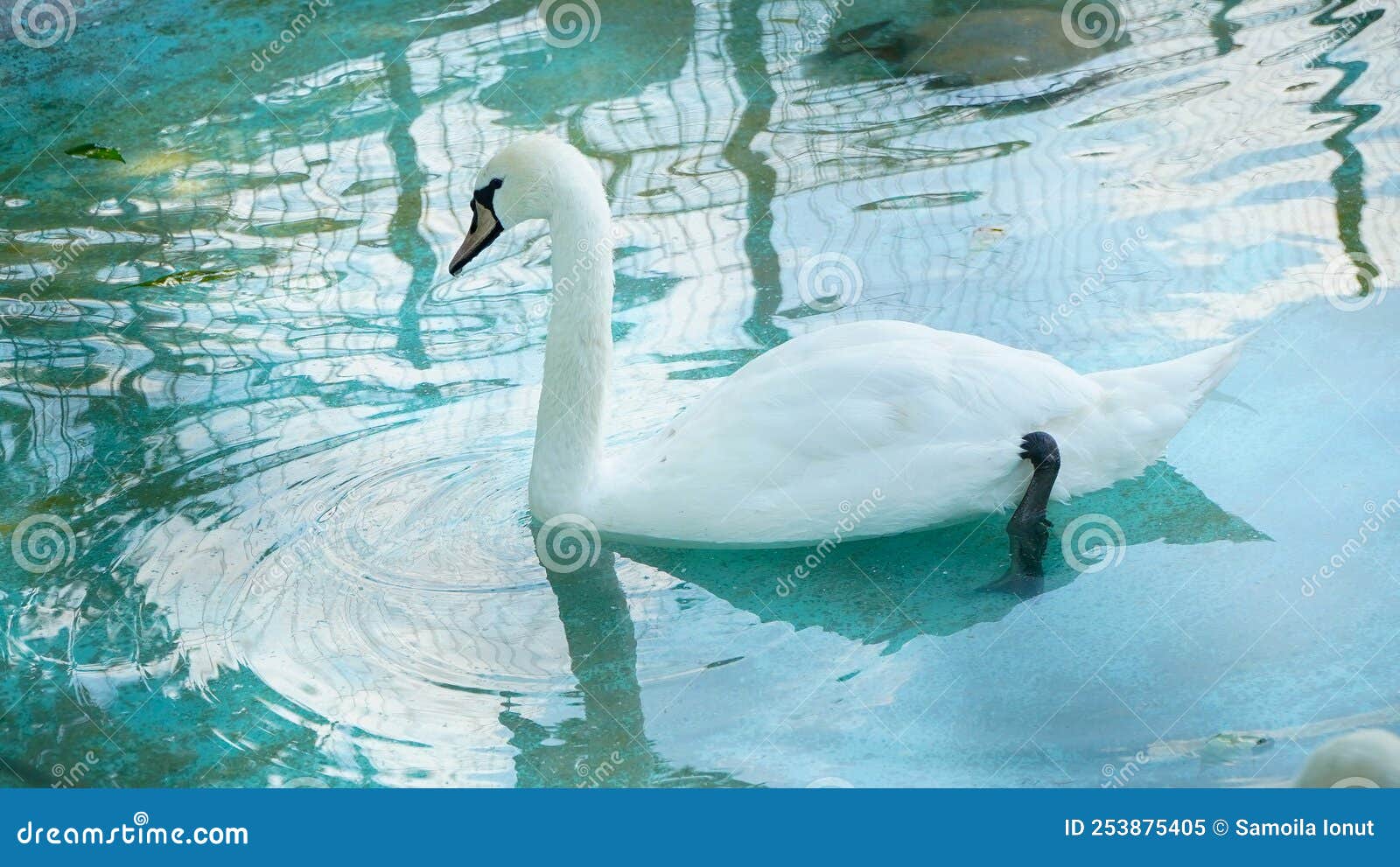 The Swan the Swan on the Water at a Zoo. Stock Image - Image of close ...