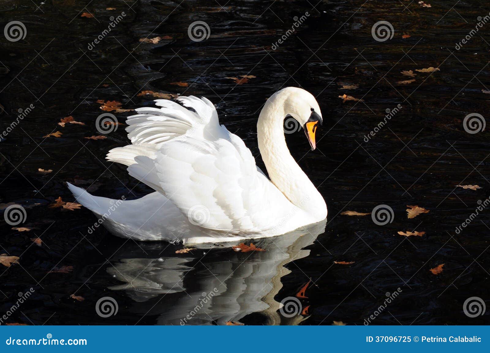 1,965 Bird Ruffled Feathers Stock Photos - Free & Royalty-Free Stock ...