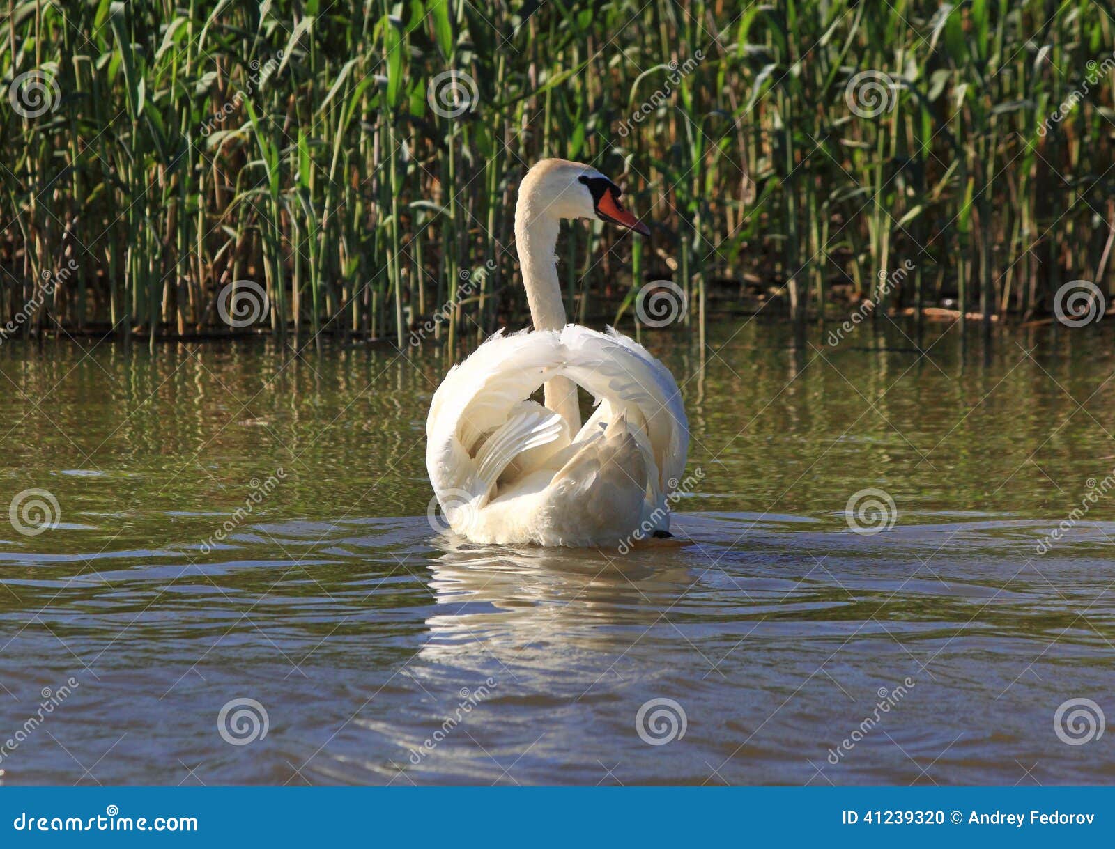 Swan stock photo. Image of area, cane, beauty, feather - 41239320