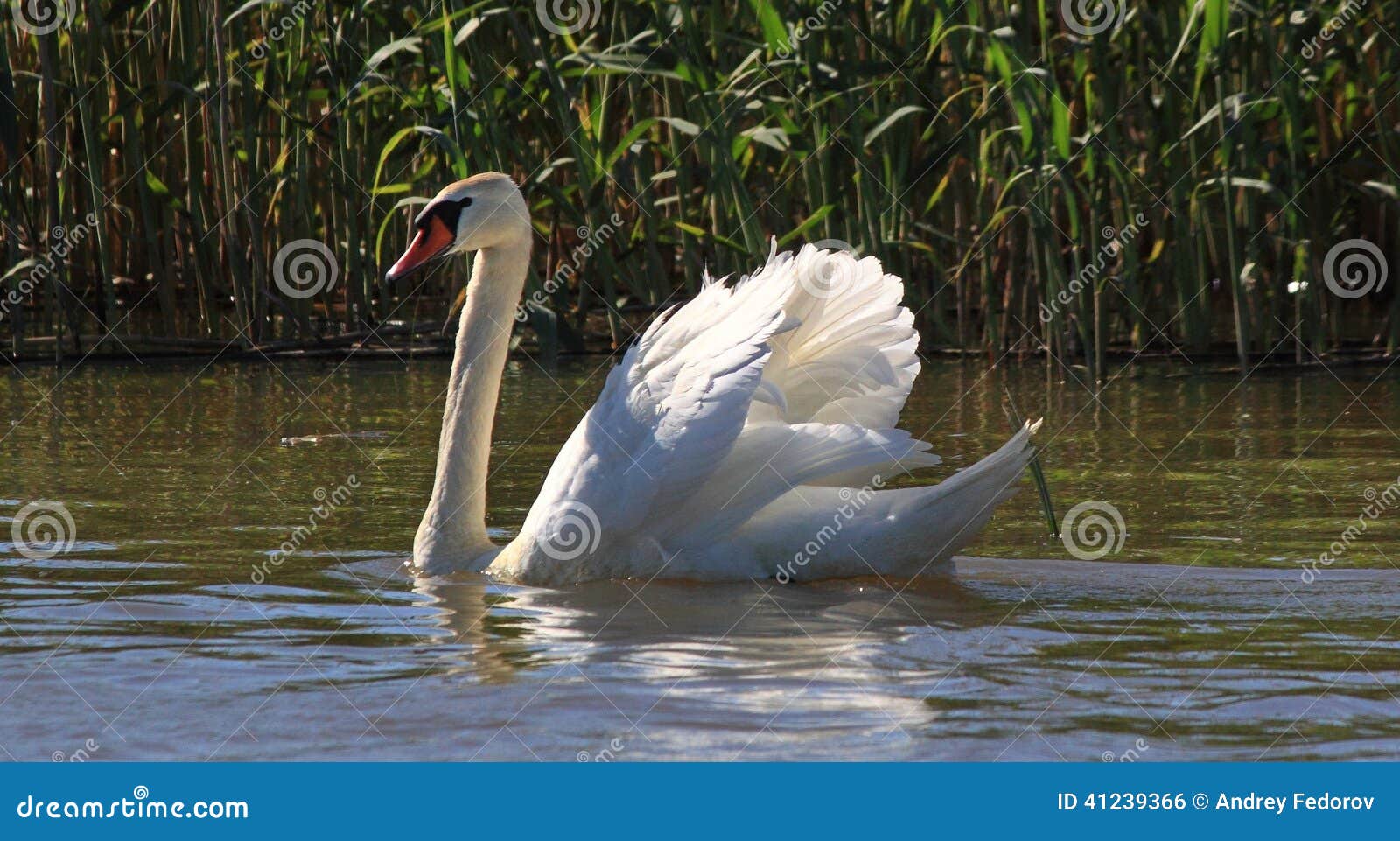 Swan stock photo. Image of nature, area, reserve, color - 41239366