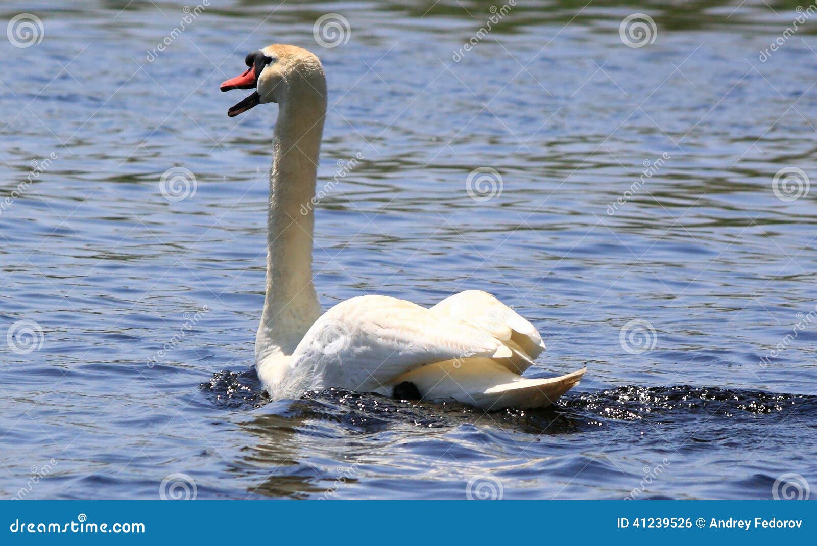 Swan stock photo. Image of feather, beauty, nature, seaduck - 41239526